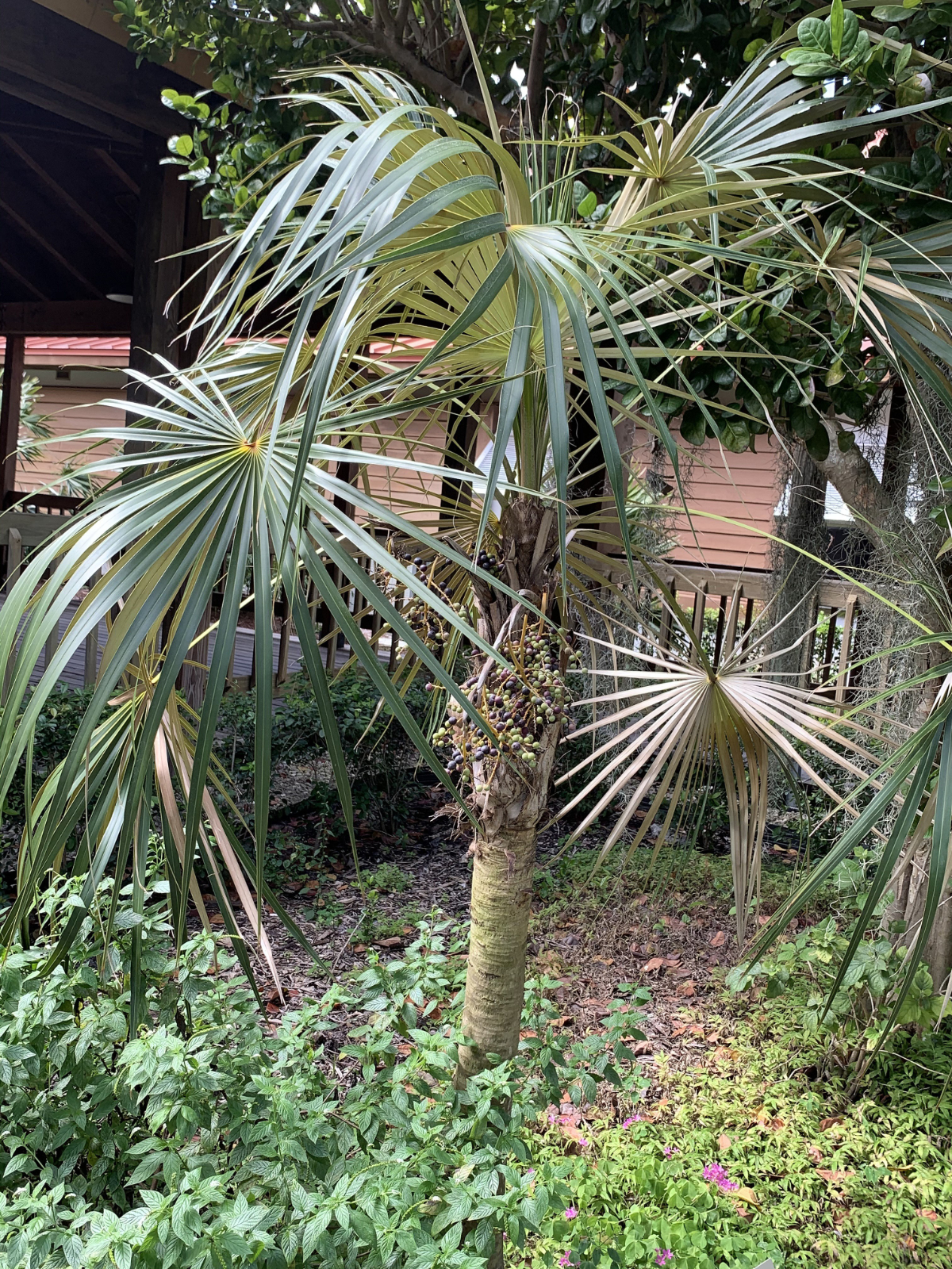 Florida Silver Palm, Coccothrinax argentata « FANN Seminars