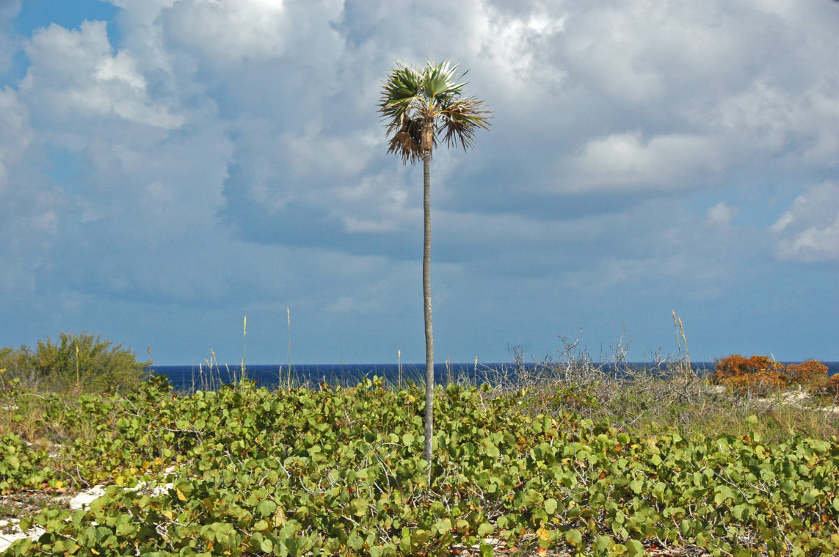Florida Silver Palm, Coccothrinax argentata « FANN Seminars