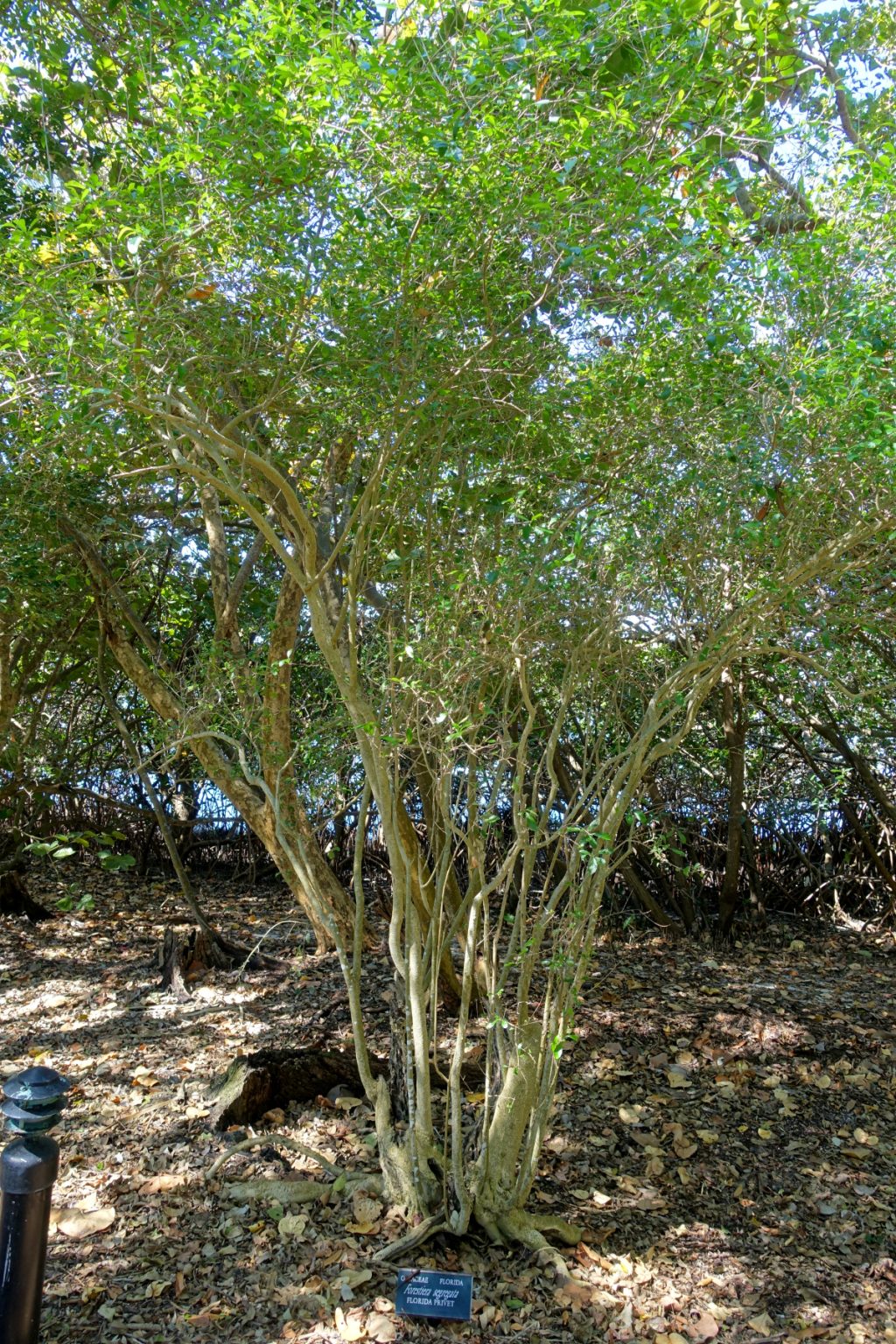 Florida Privet, Forestiera segregata « FANN Seminars