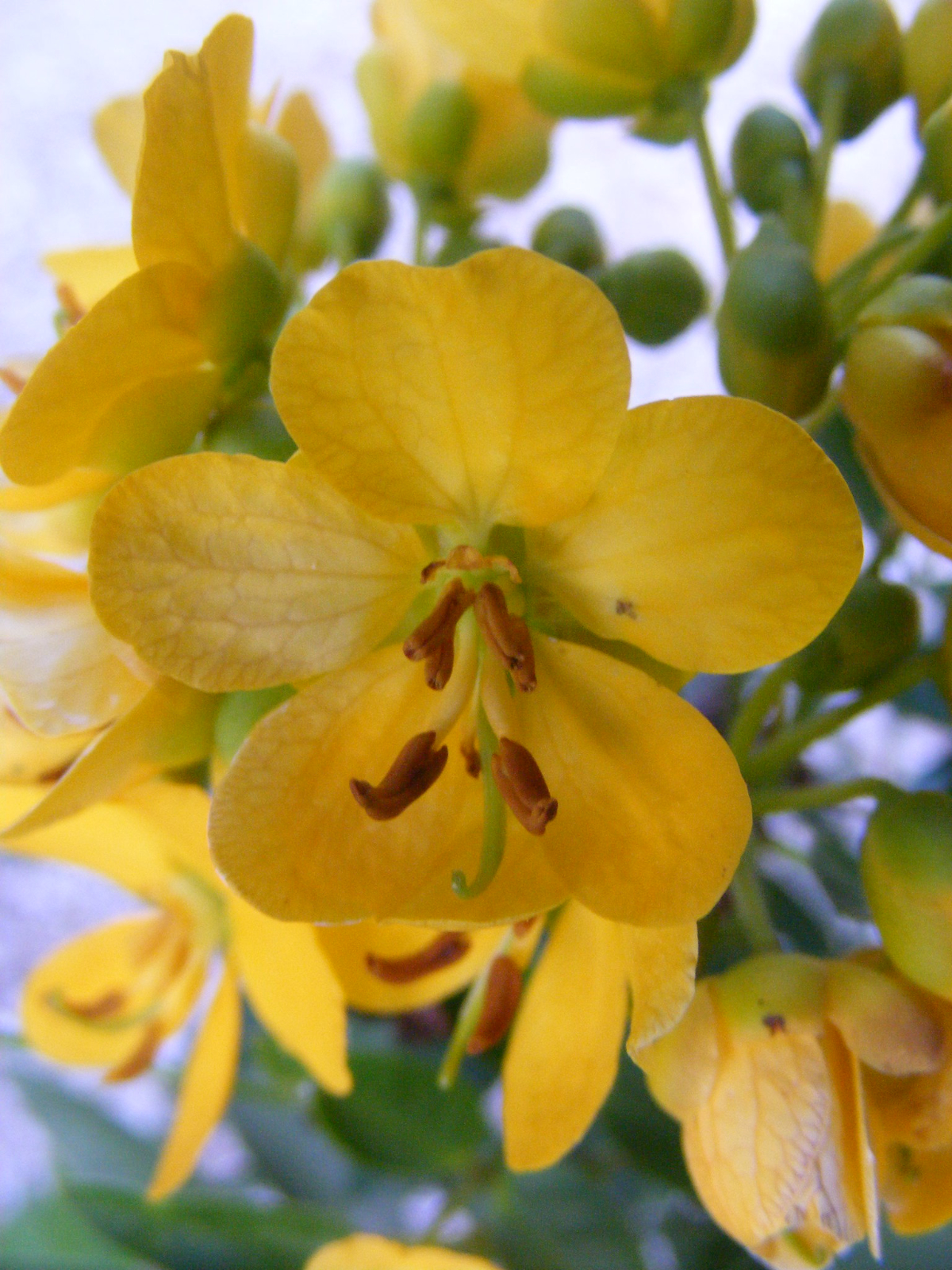 Bahama Senna, Senna mexicana var. chapmanii « FANN Seminars