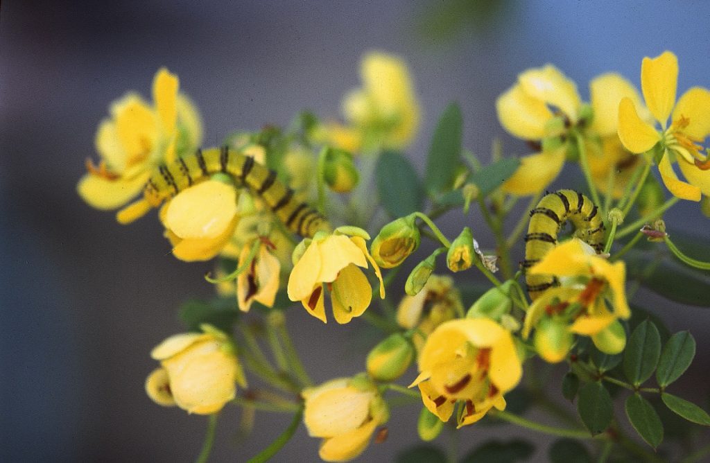 Bahama Senna, Senna mexicana var. chapmanii « FANN Seminars