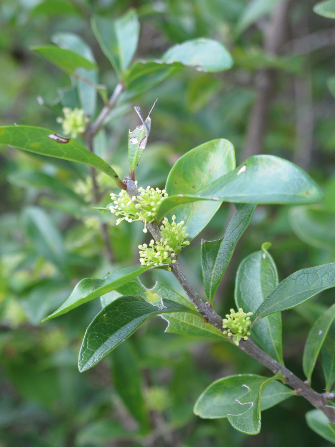 Florida Privet, Forestiera segregata « FANN Seminars