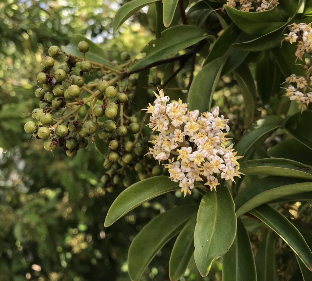 Marlberry, Ardisia escallonioides « FANN Seminars