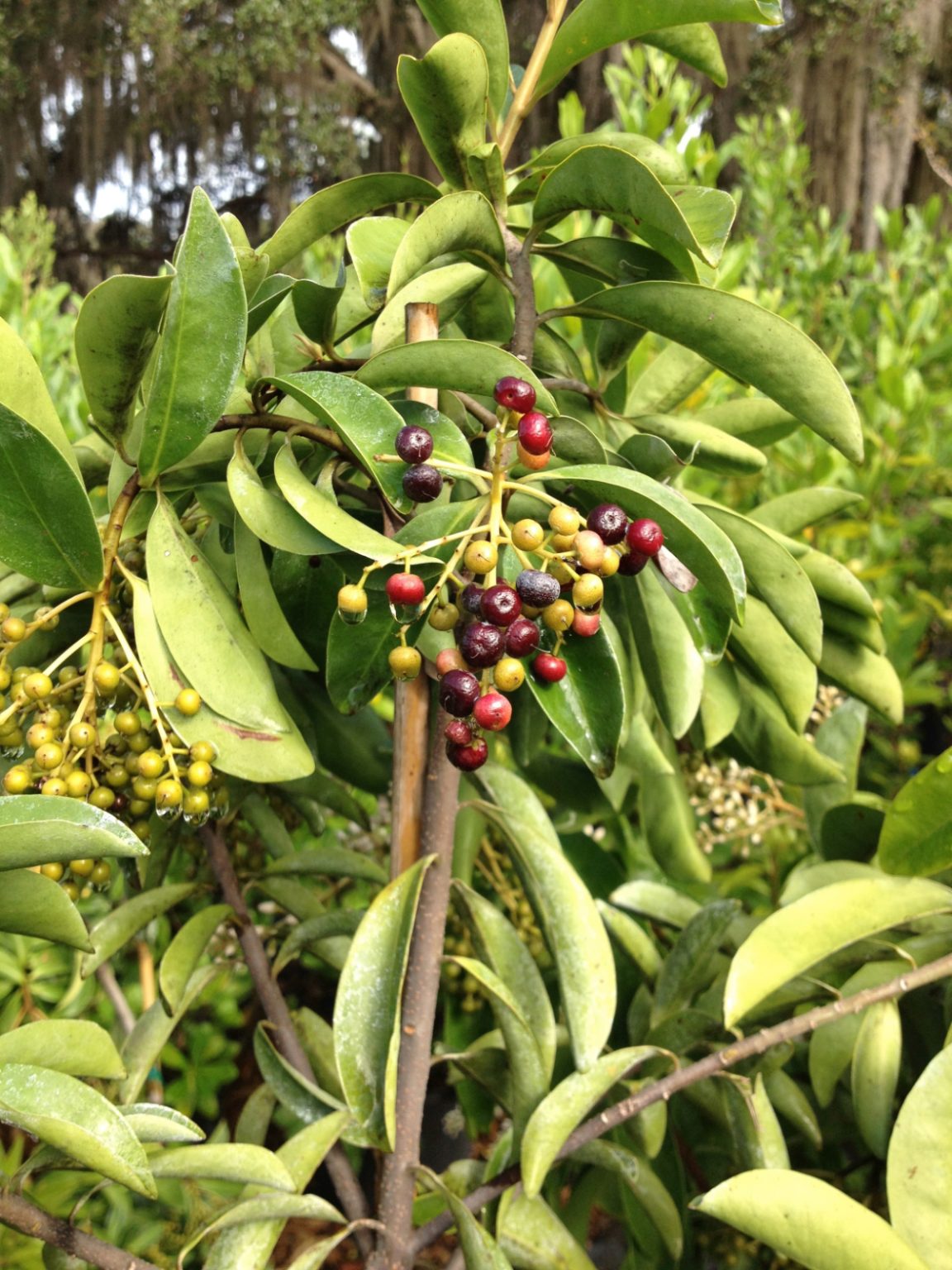 Marlberry, Ardisia escallonioides « FANN Seminars