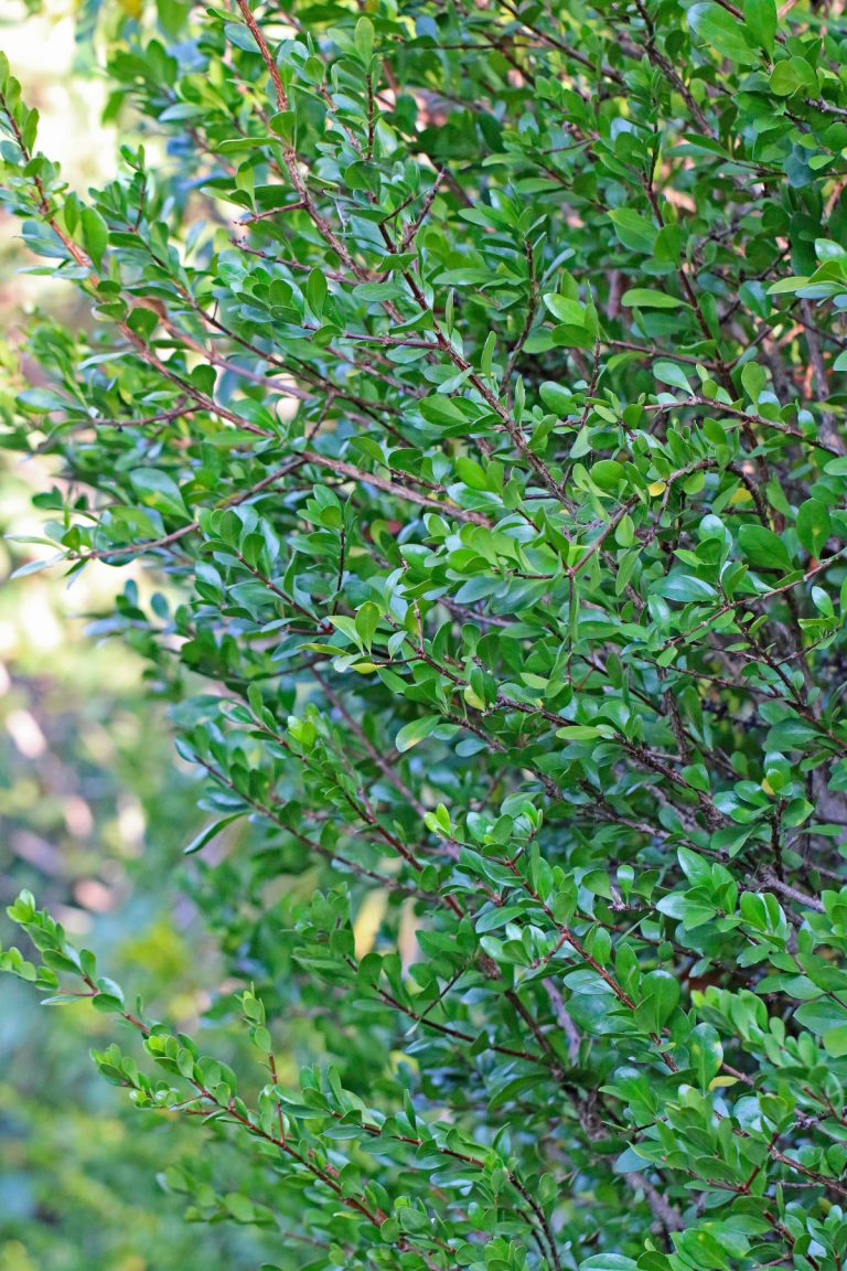 White Indigoberry, Randia aculeata « FANN Seminars