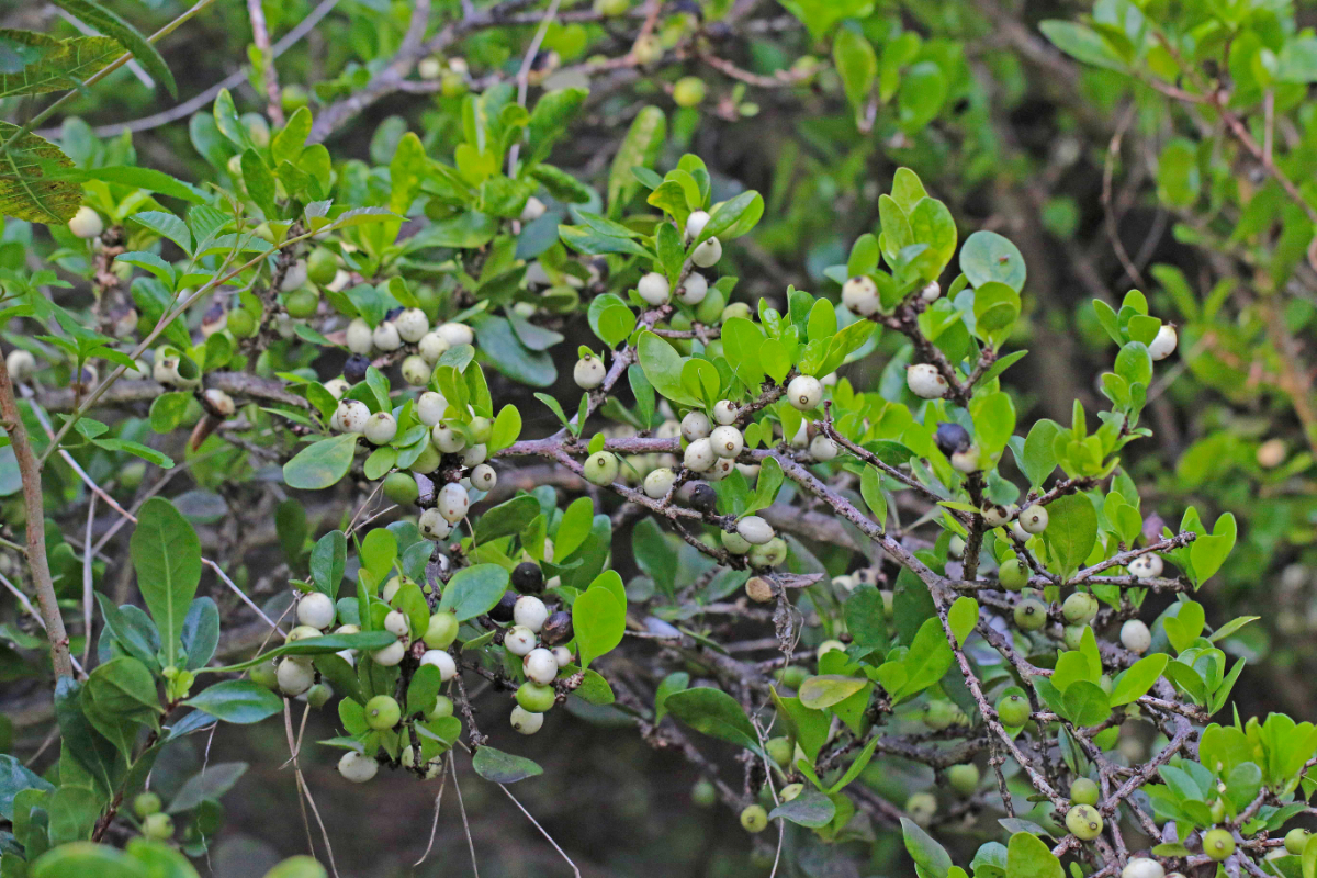 White Indigoberry, Randia aculeata « FANN Seminars