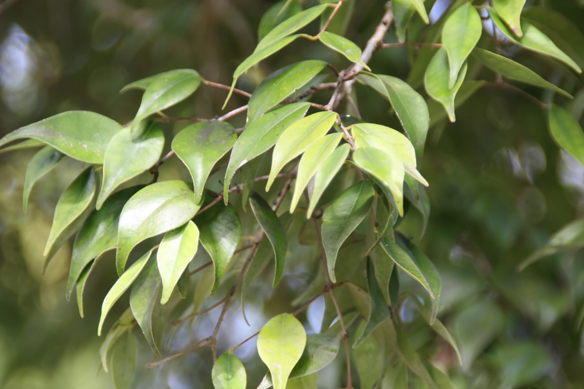 Redberry Stopper, Eugenia confusa « FANN Seminars