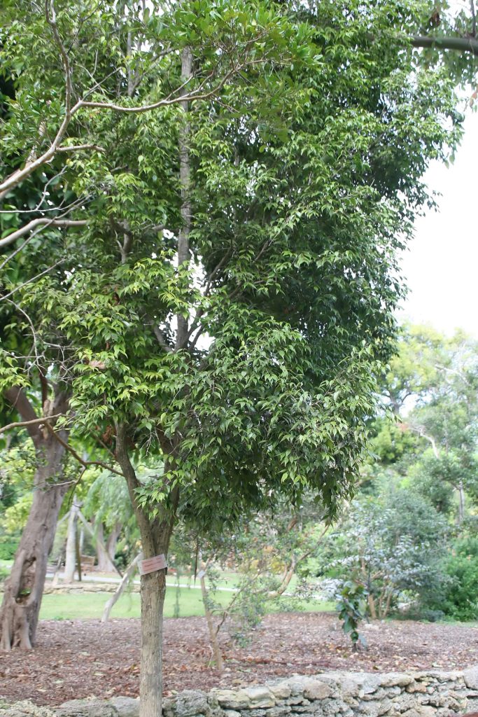 Redberry Stopper, Eugenia confusa « FANN Seminars