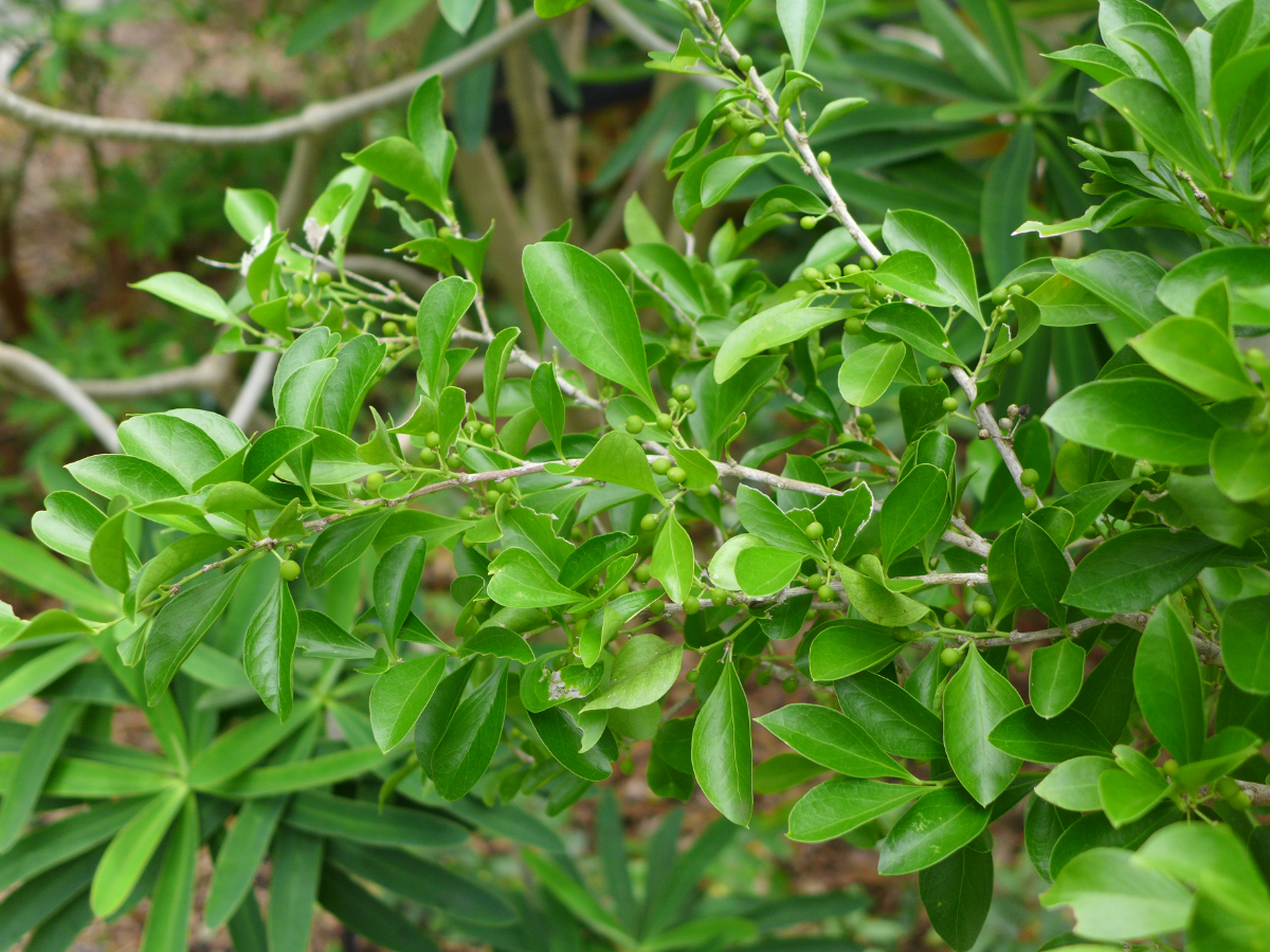 Florida Boxwood, Schaefferia frutescens « FANN Seminars