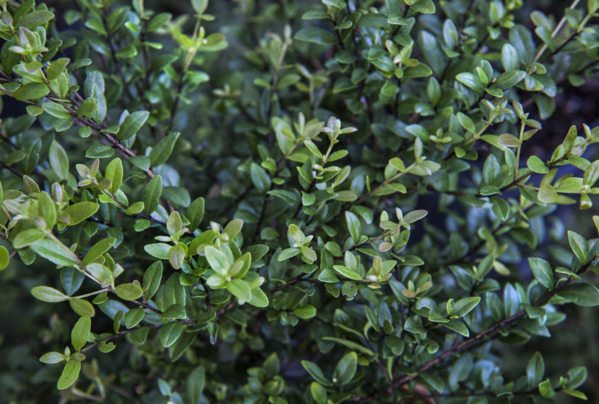 Simpson’s Stopper, Myrcianthes fragrans « FANN Seminars