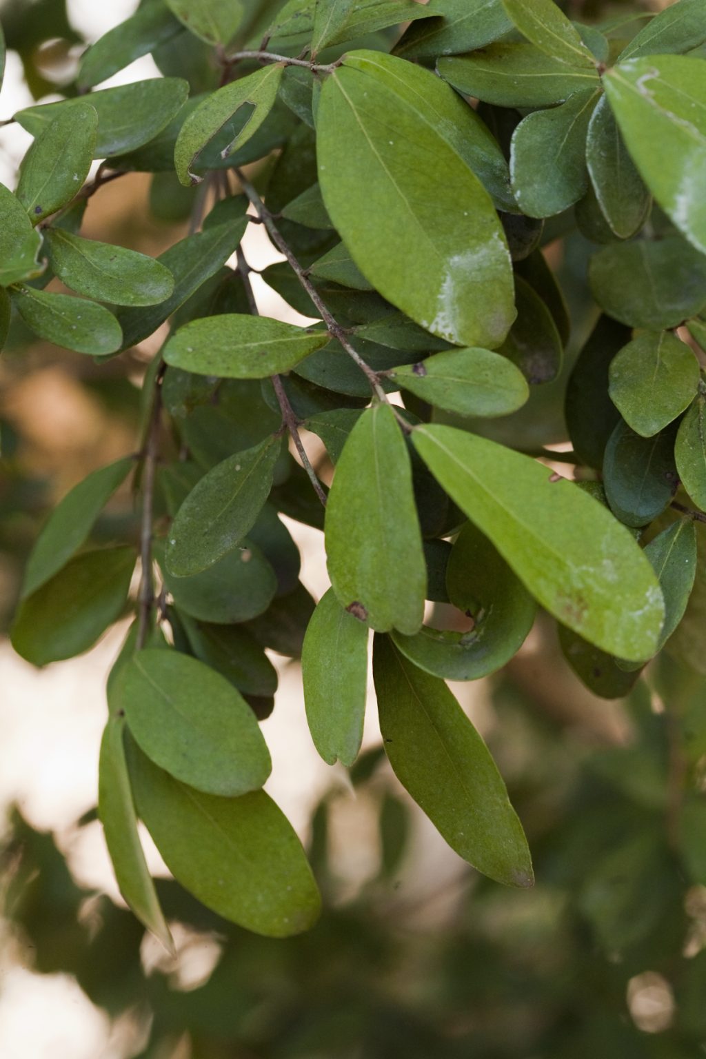 Spanish Stopper, Eugenia foetida « FANN Seminars