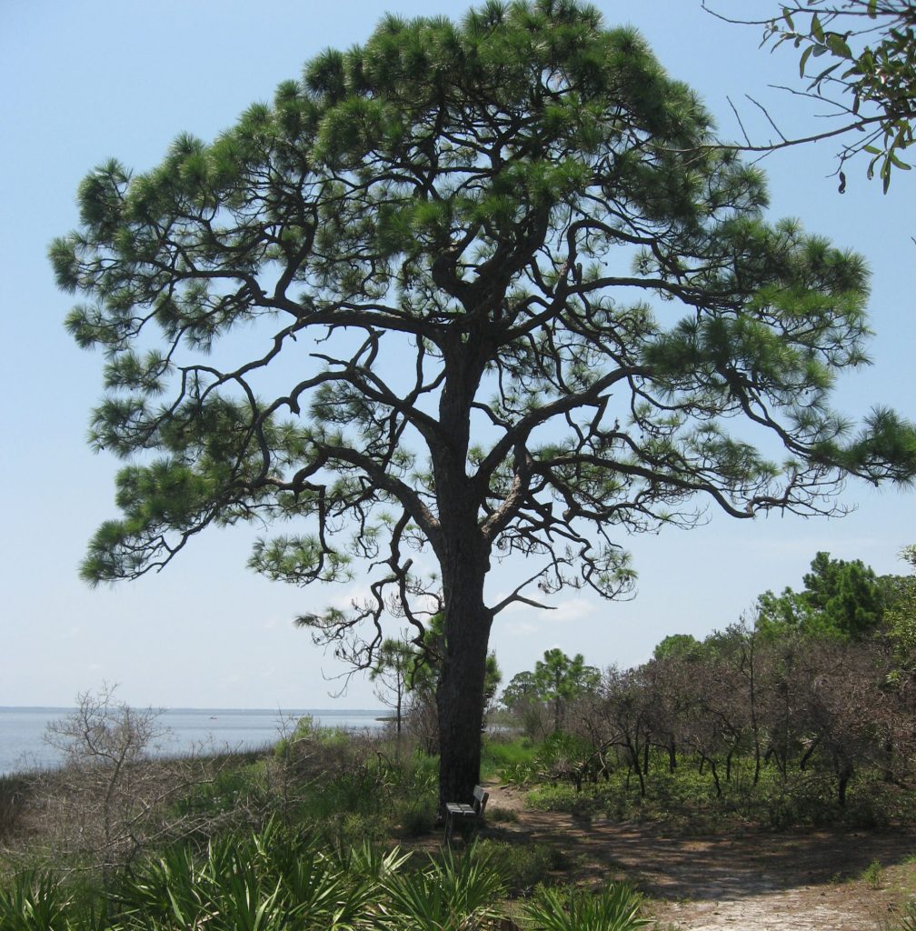 Slash Pine, Pinus elliotti « FANN Seminars