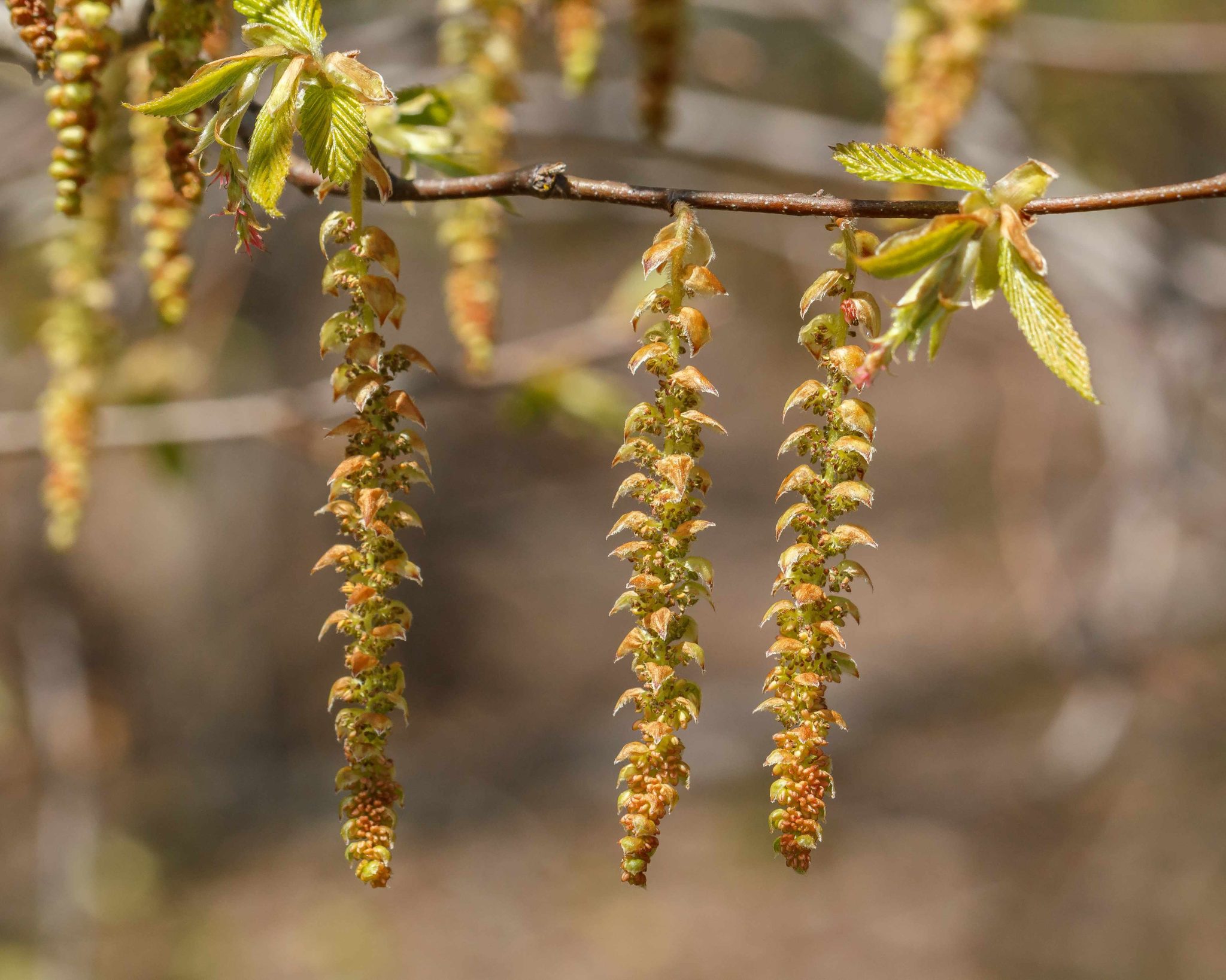 Blue Beech, Hornbeam or Musclewood, Carpinus caroliniana « FANN Seminars