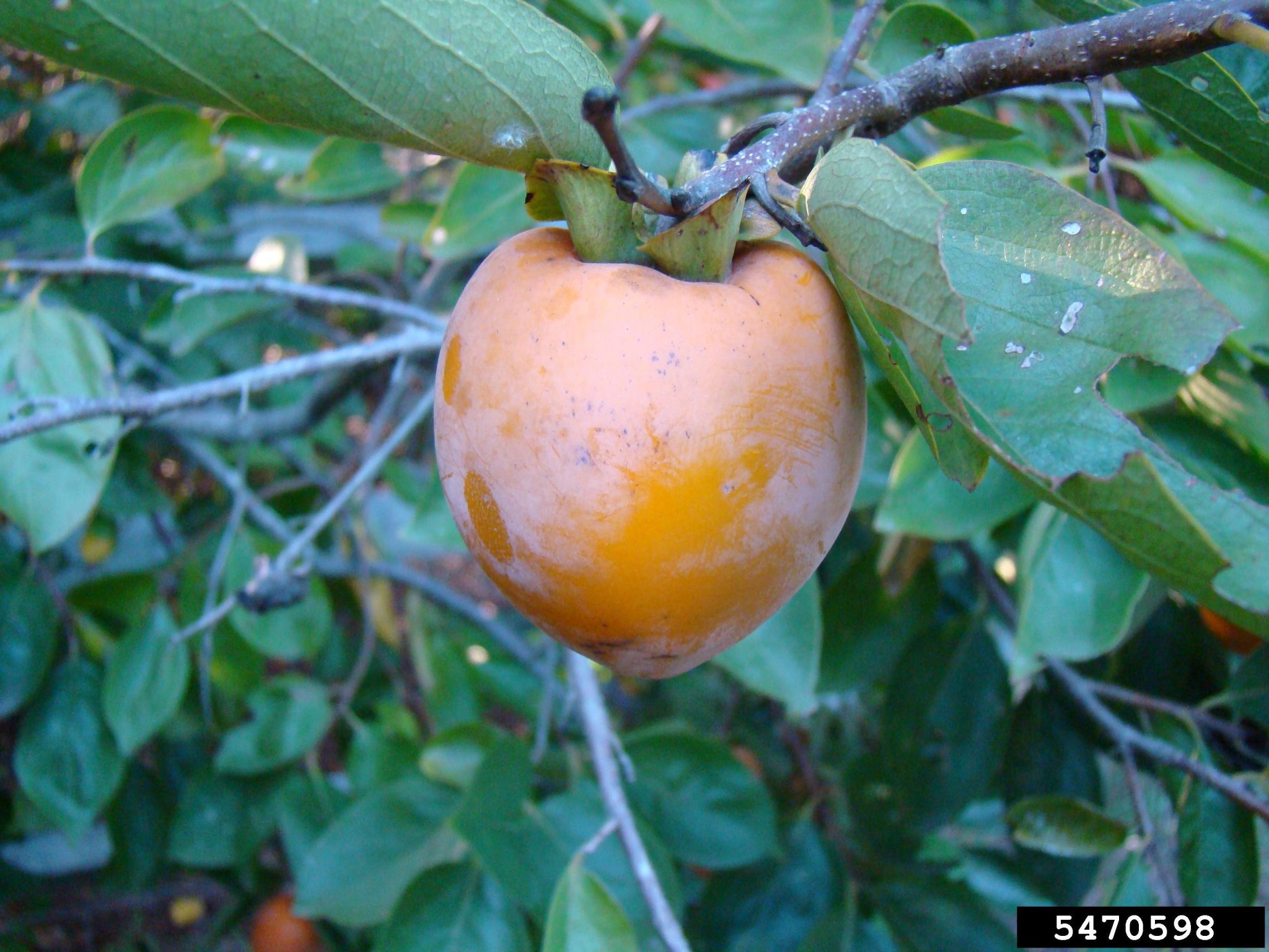 Persimmon, Diospyros virginiana « FANN Seminars
