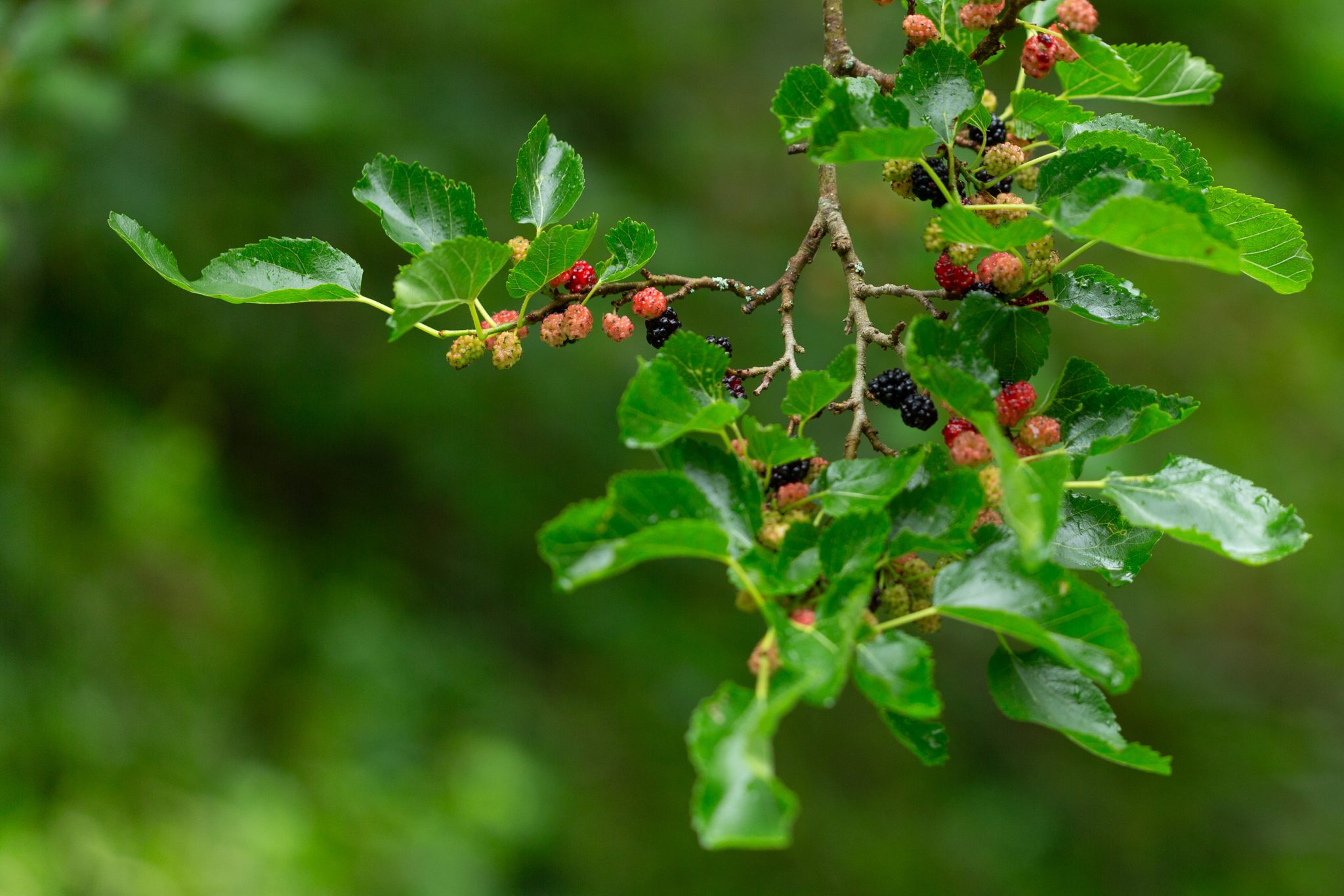 Red Mulberry, Morus rubra « FANN Seminars