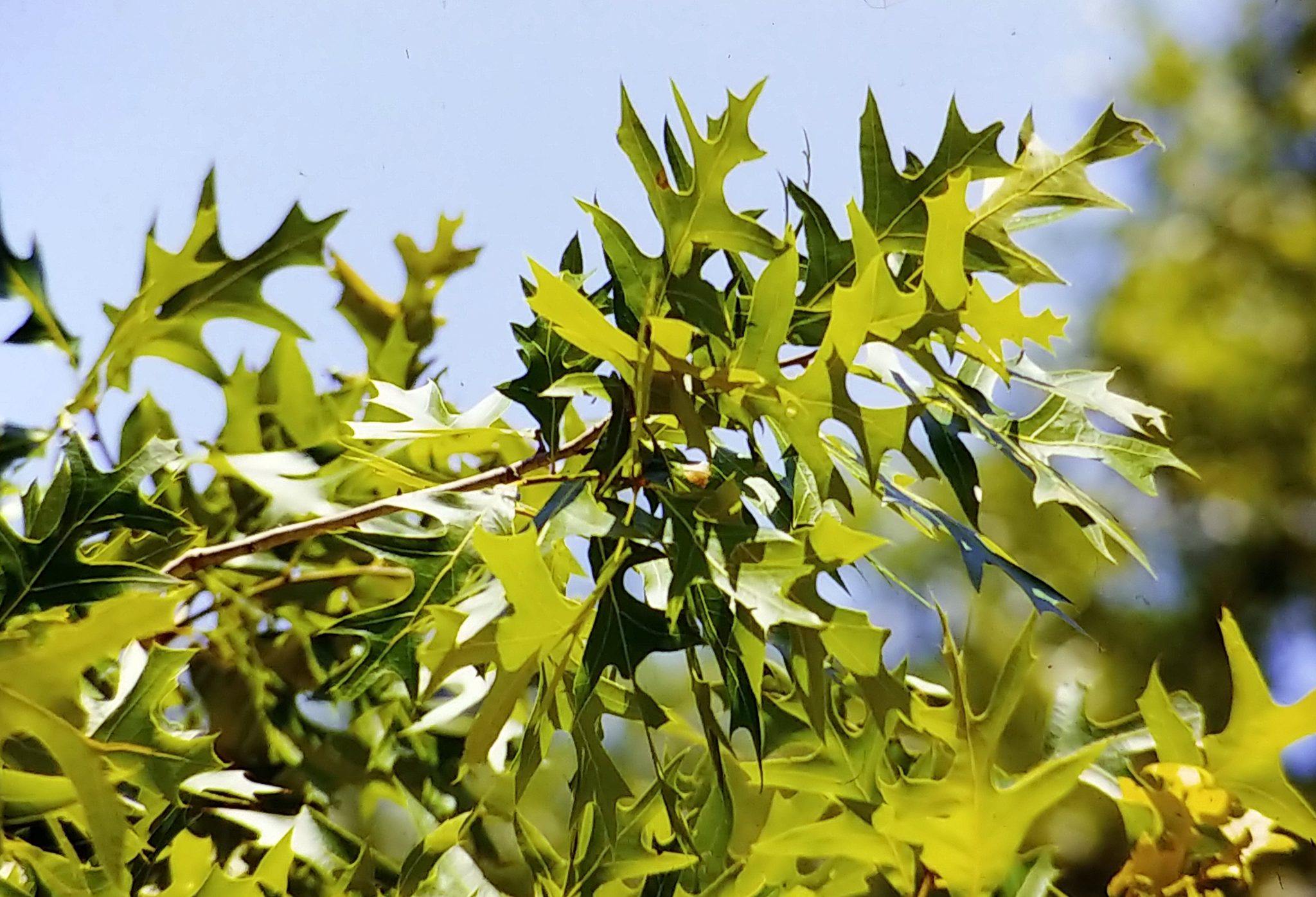 Turkey Oak, Quercus laevis « FANN Seminars