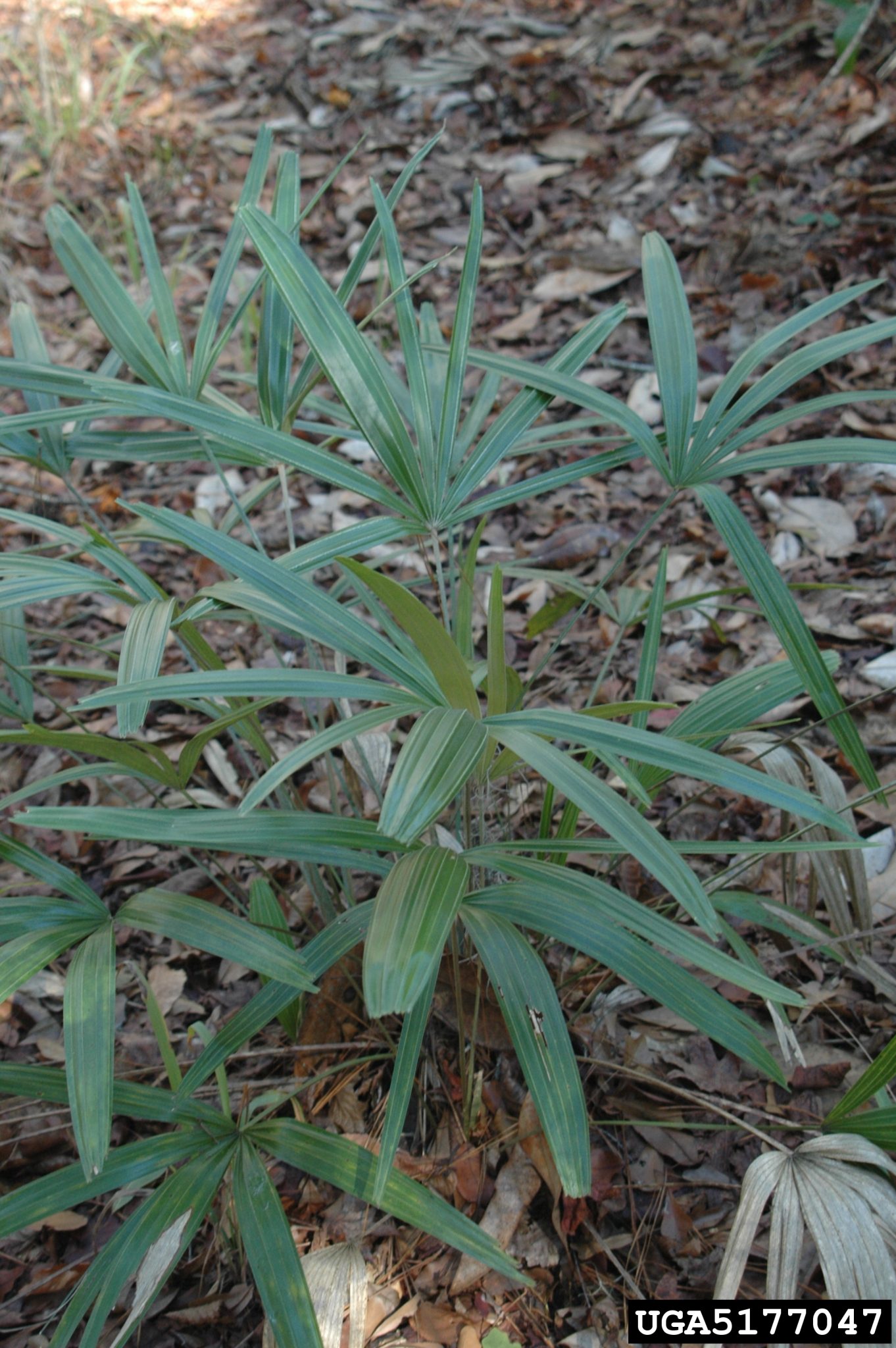 Needle Palm Rhapidophyllum Hystrix « Fann Seminars