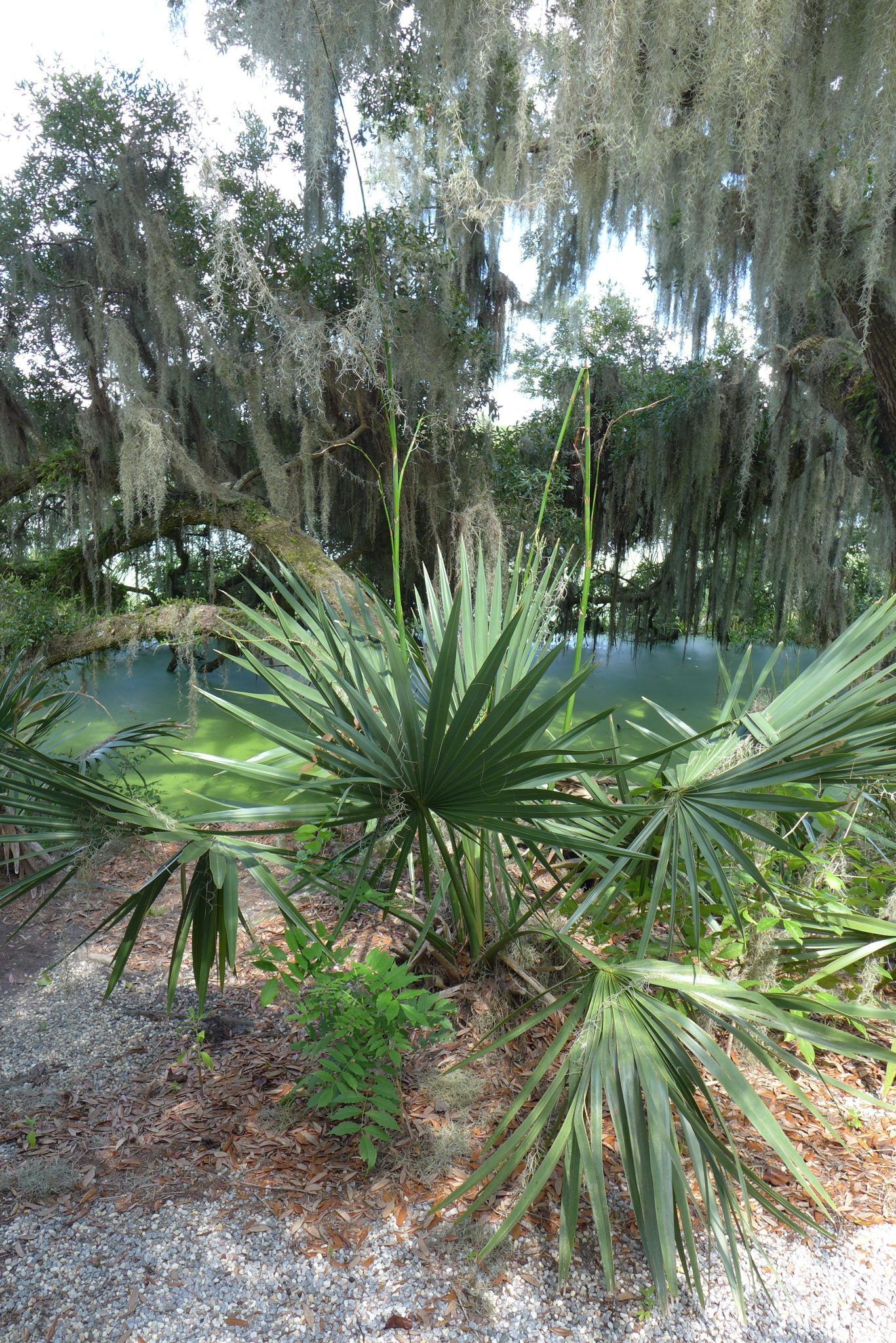 Bluestem Palmetto, Sabal minor « FANN Seminars