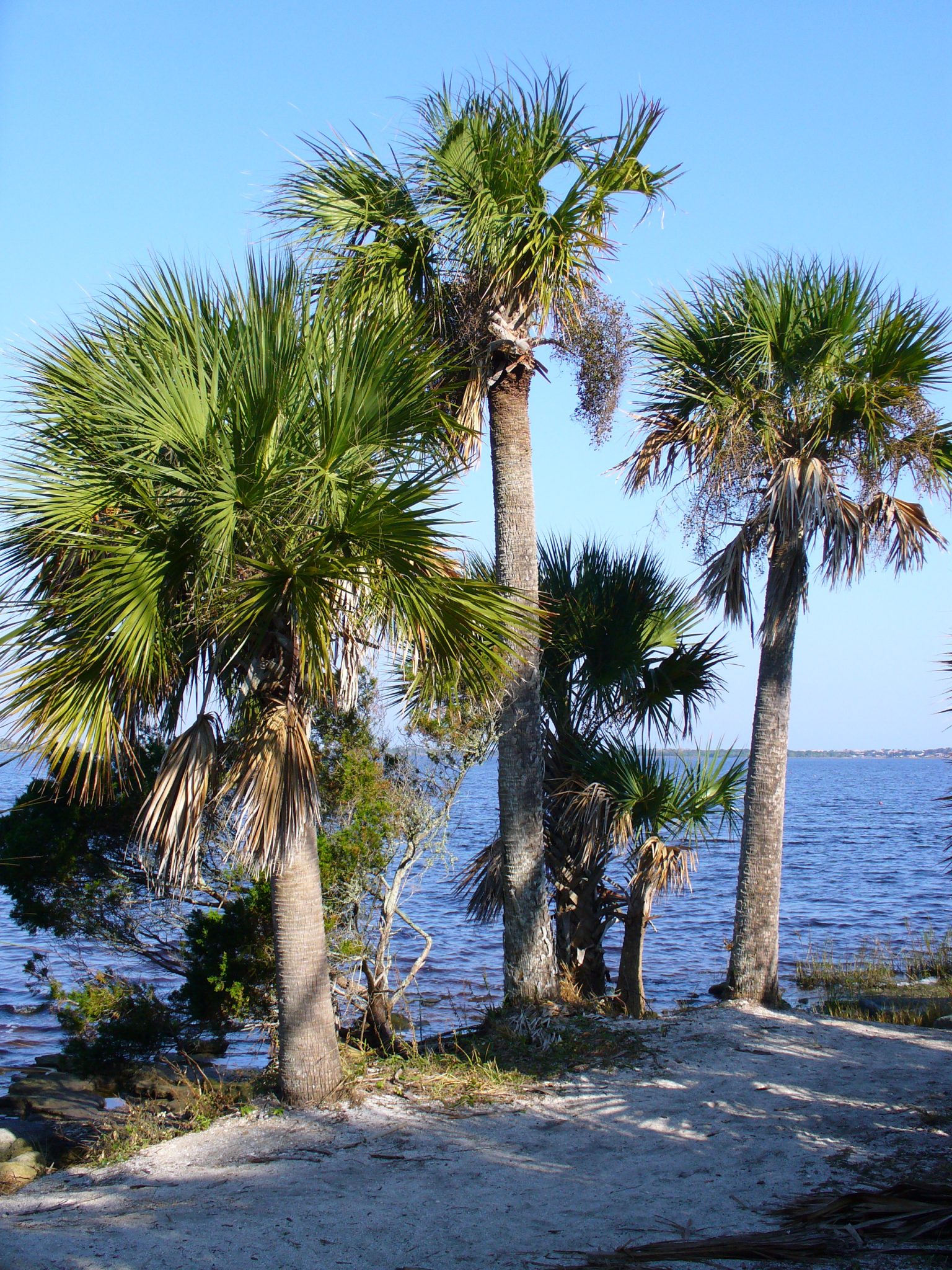 Cabbage Palm, Sabal palmetto « FANN Seminars
